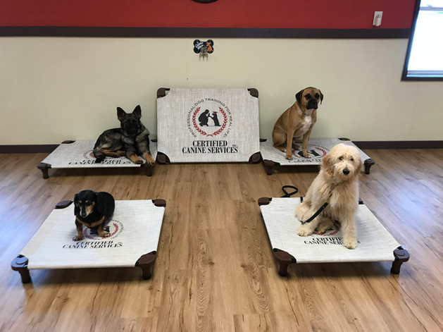 Service Dog Training | Service Dog Trainers in New York